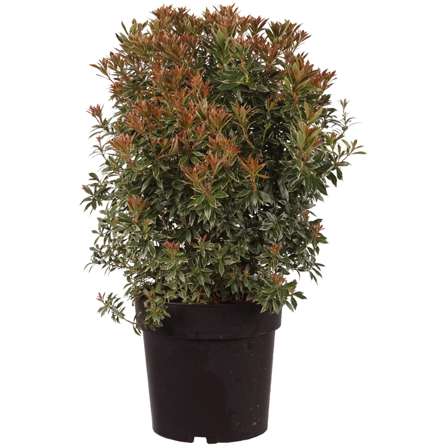 GROW by OBI Schattenglöckchen Little Heath H ca. 50cm Topf 6l Pieris ...