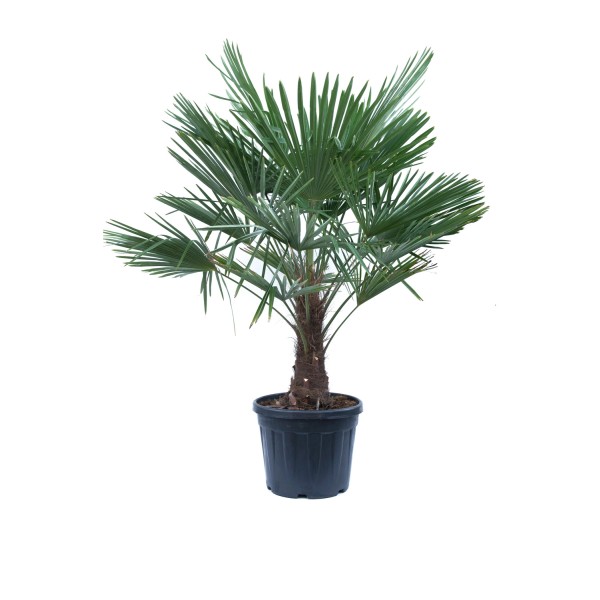 Palmen kaufen bei OBI