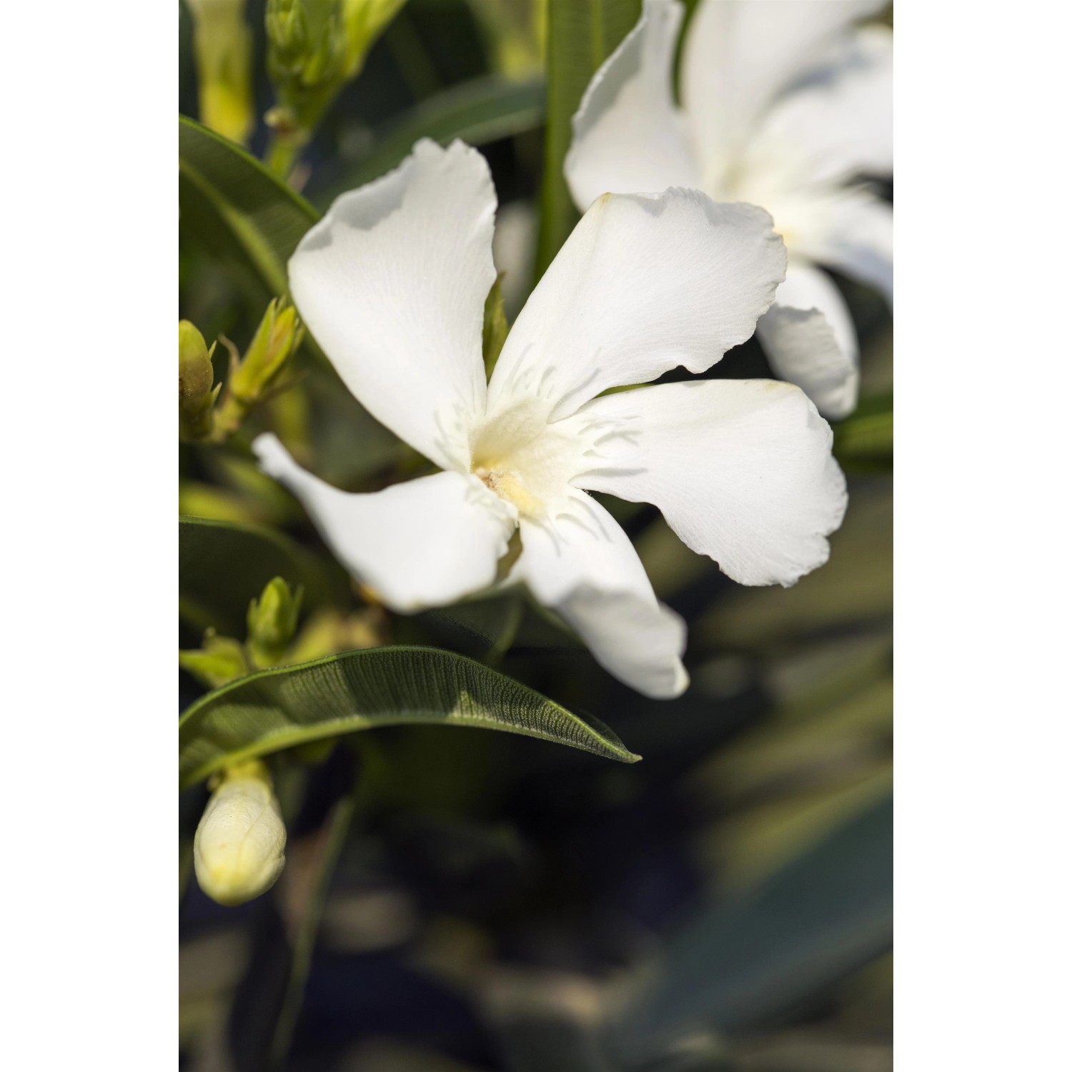GROW by OBI Oleander Busch Weiß XXL ca. 180 cm - 200 cm Nerium oleander ...