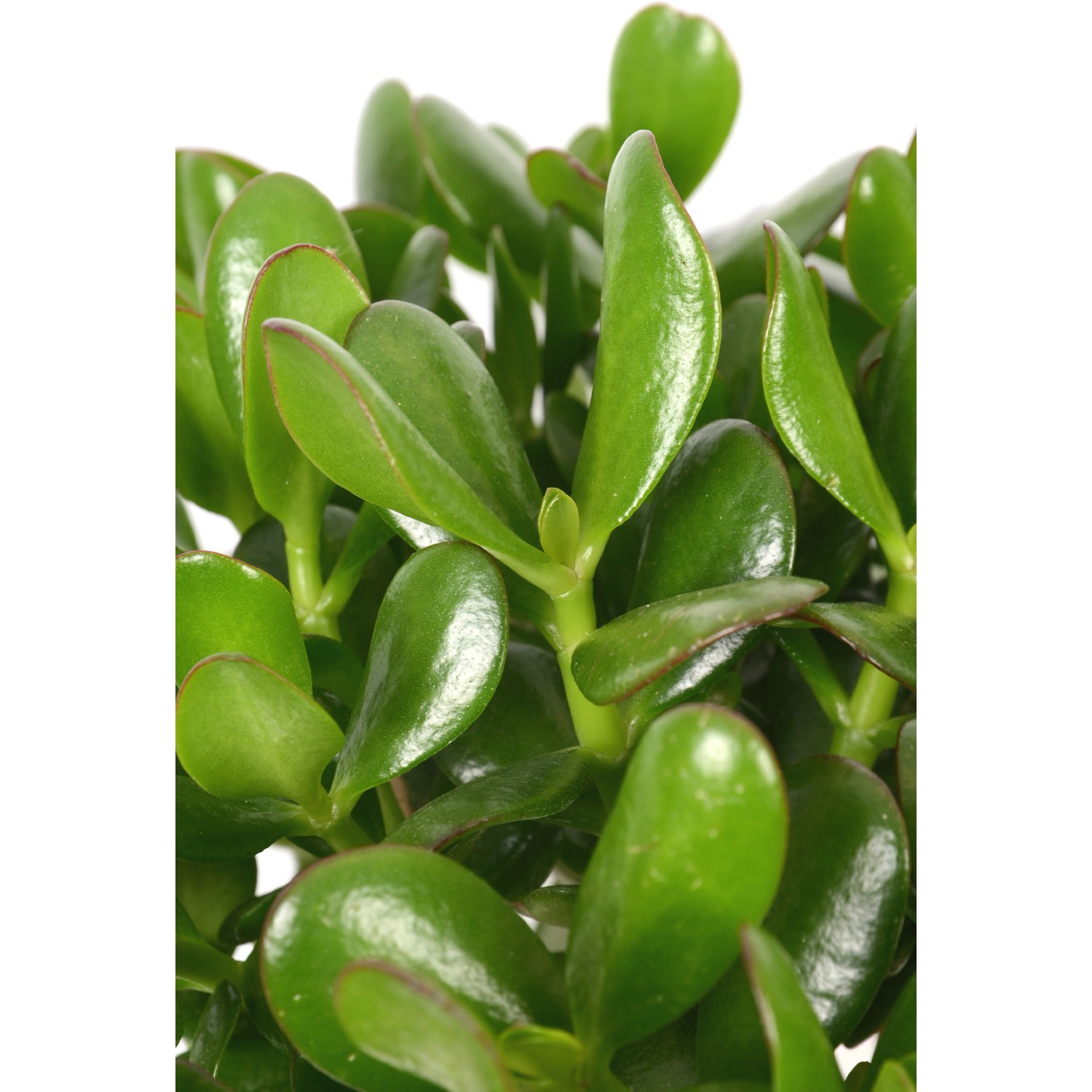 Verschiedene Sorten Dickblatt Topf-Ø ca. 12 cm Crassula kaufen bei OBI