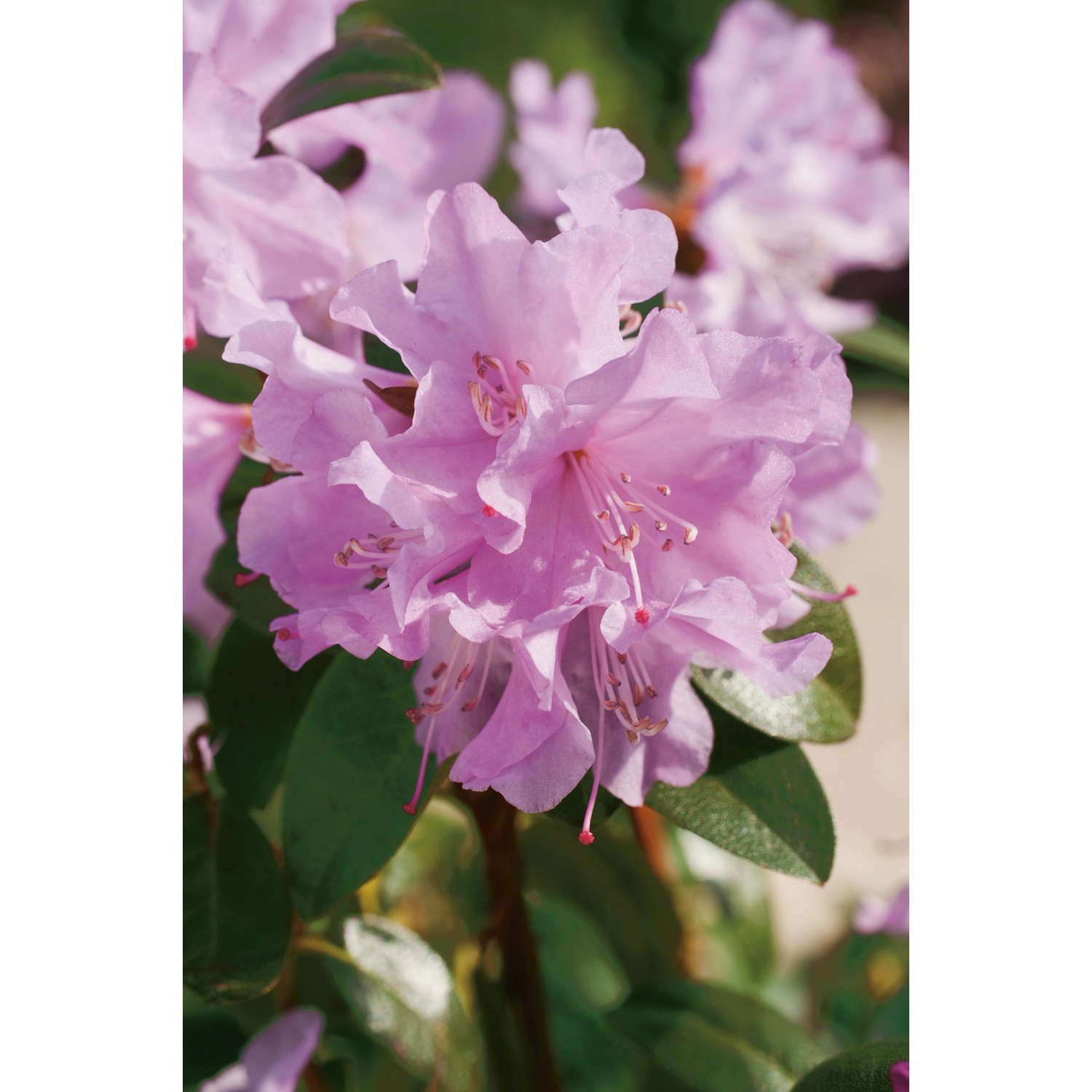 Vorfrühlings-Rhododendron "Praecox" Lila Höhe ca. 30 - 40 cm Topf ca. 4 ...