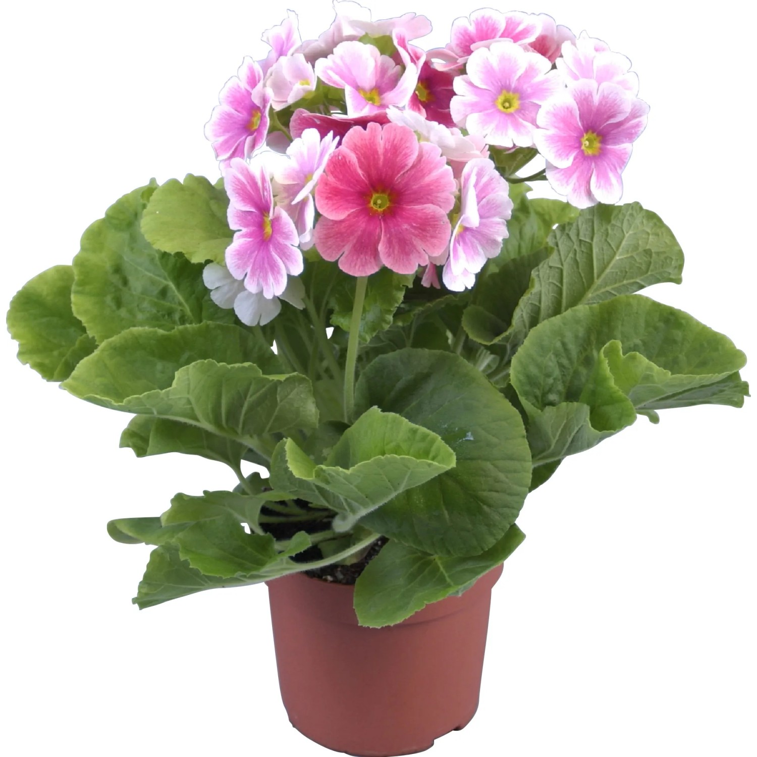 Becherprimel "Touch me" Mix Primula obconica 9 cm kaufen bei OBI