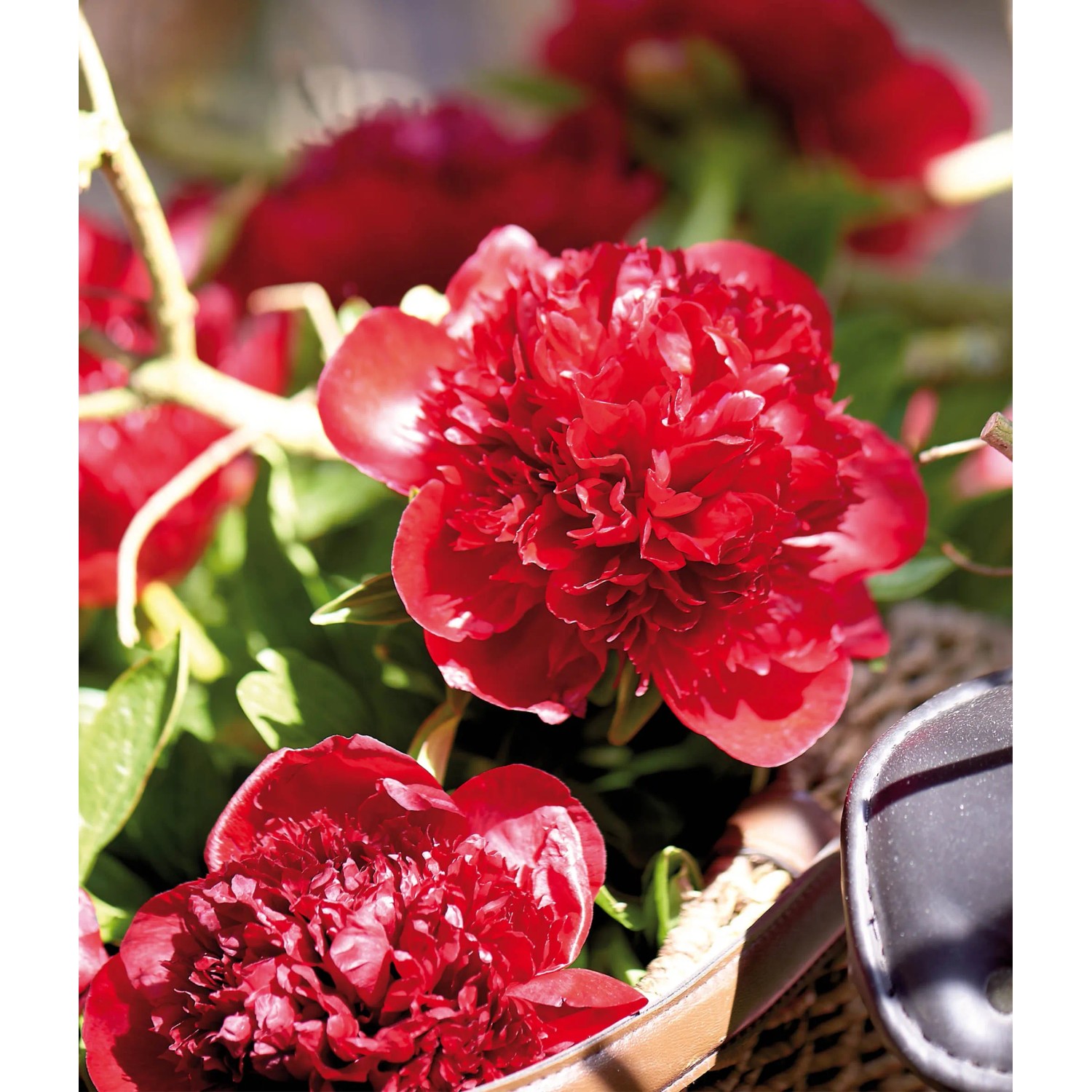 GROW by OBI Pfingstrose "Red Charm" Rot kaufen bei OBI