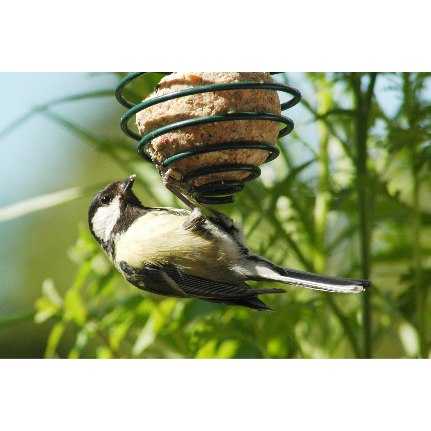 Dobar Vogelfutterfeder kaufen bei OBI