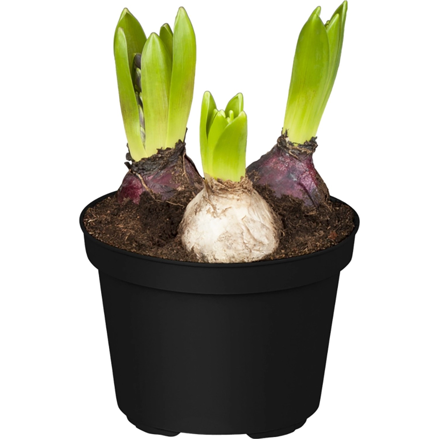 Hyazinthen Dreifarbig Blau, Weiß und Rosa Topf-Ø ca. 12 cm Hyacinthus orientalis kaufen bei OBI