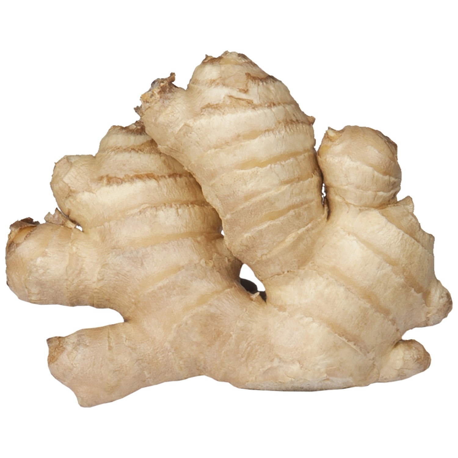 Blu Echter Ingwer Topf-Ø ca. 12 cm Zingiber officinale