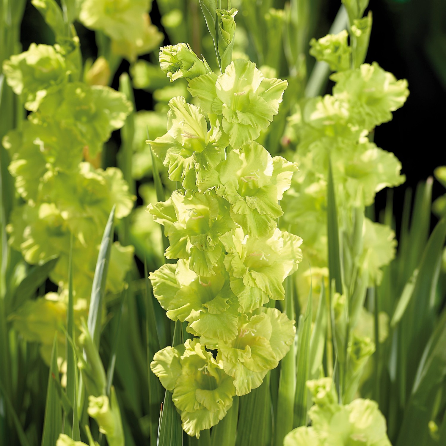 Gladiolen grandiflorus "Green Star" 12 Stück kaufen bei OBI