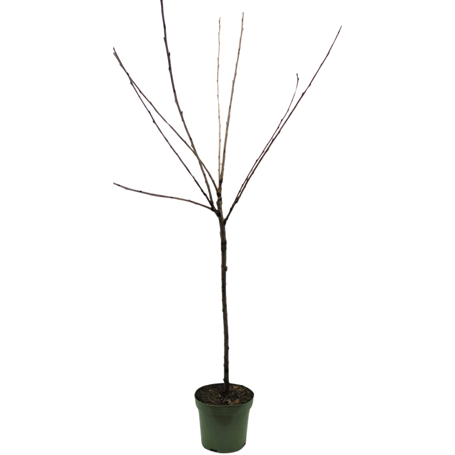 GROW by OBI Bio Sauerkirsche Schattenmorelle Dunkelbraun-Rot 120-140 cm ...