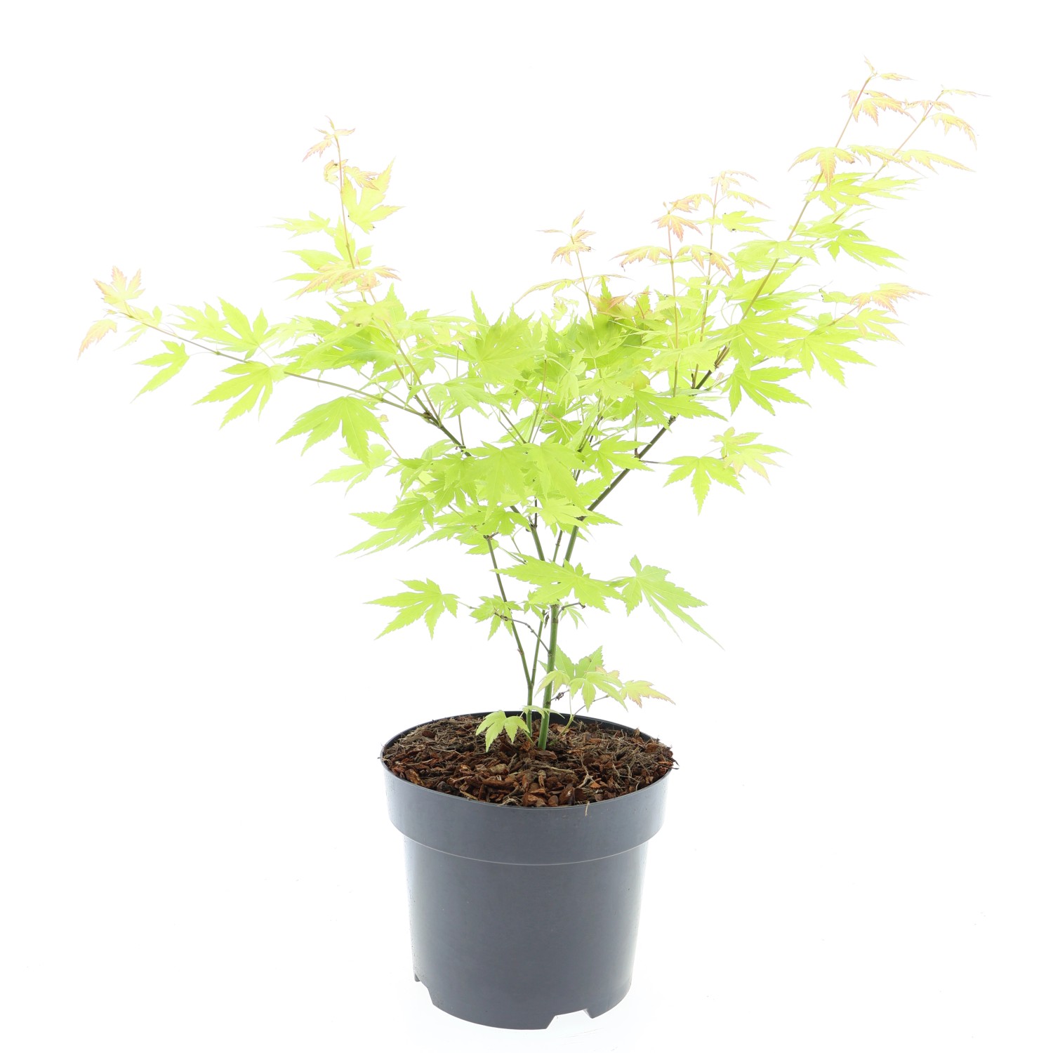 Japanischer Fächerahorn 7-fach Sortiert Höhe ca. 40 cm - 60 cm Acer ...