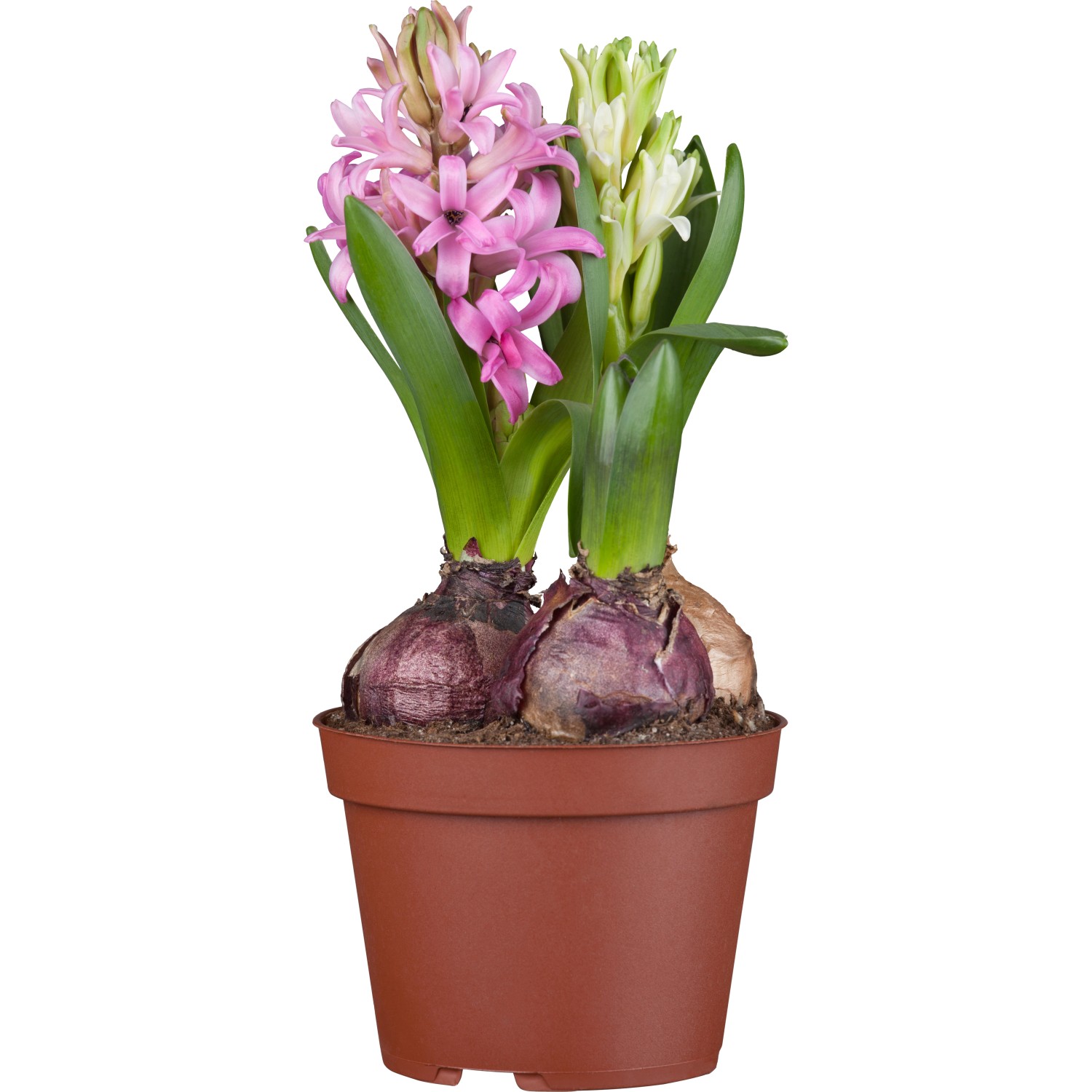 GROW by OBI Hyazinthe Trio Topf-Ø ca. 12 cm Hyacinthus orientalis kaufen bei OBI