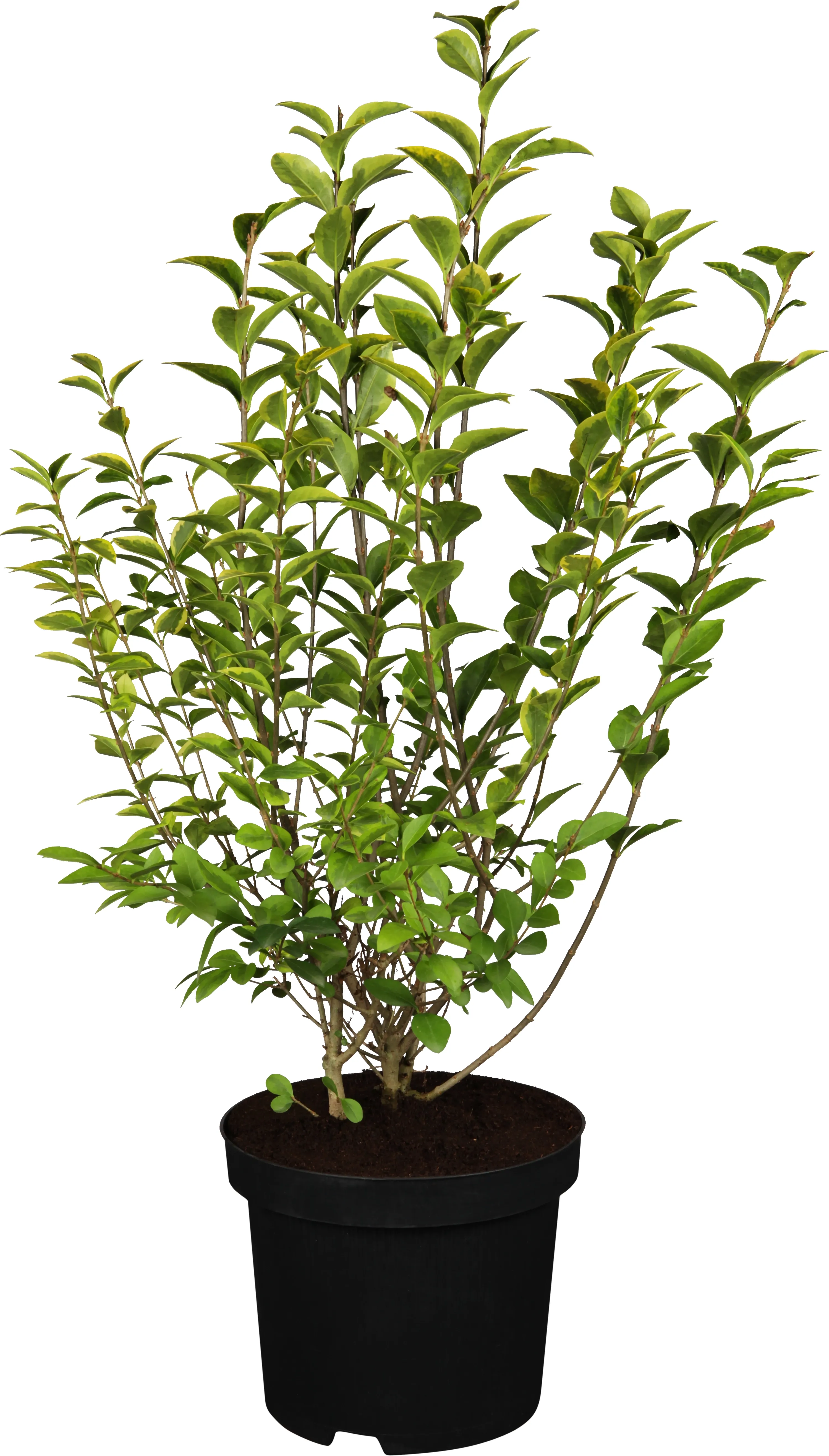Ovalblättriger Liguster, Ligustrum Ovalifolium – HHCT