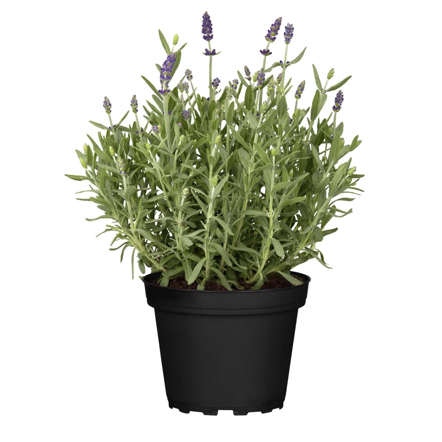 Echter Lavendel Topf-Ø ca. 13 cm Lavandula angustifolia kaufen bei OBI
