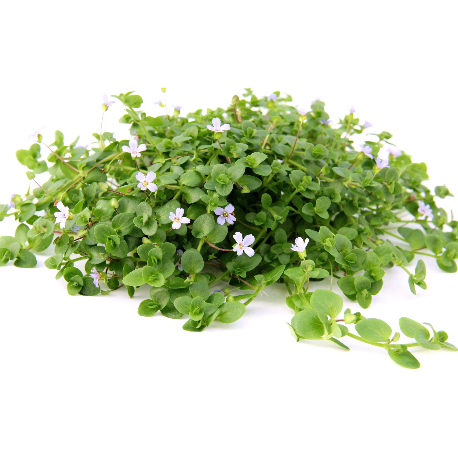 Dennerle Plants Aquariumpflanze Bacopa Australis kaufen bei OBI
