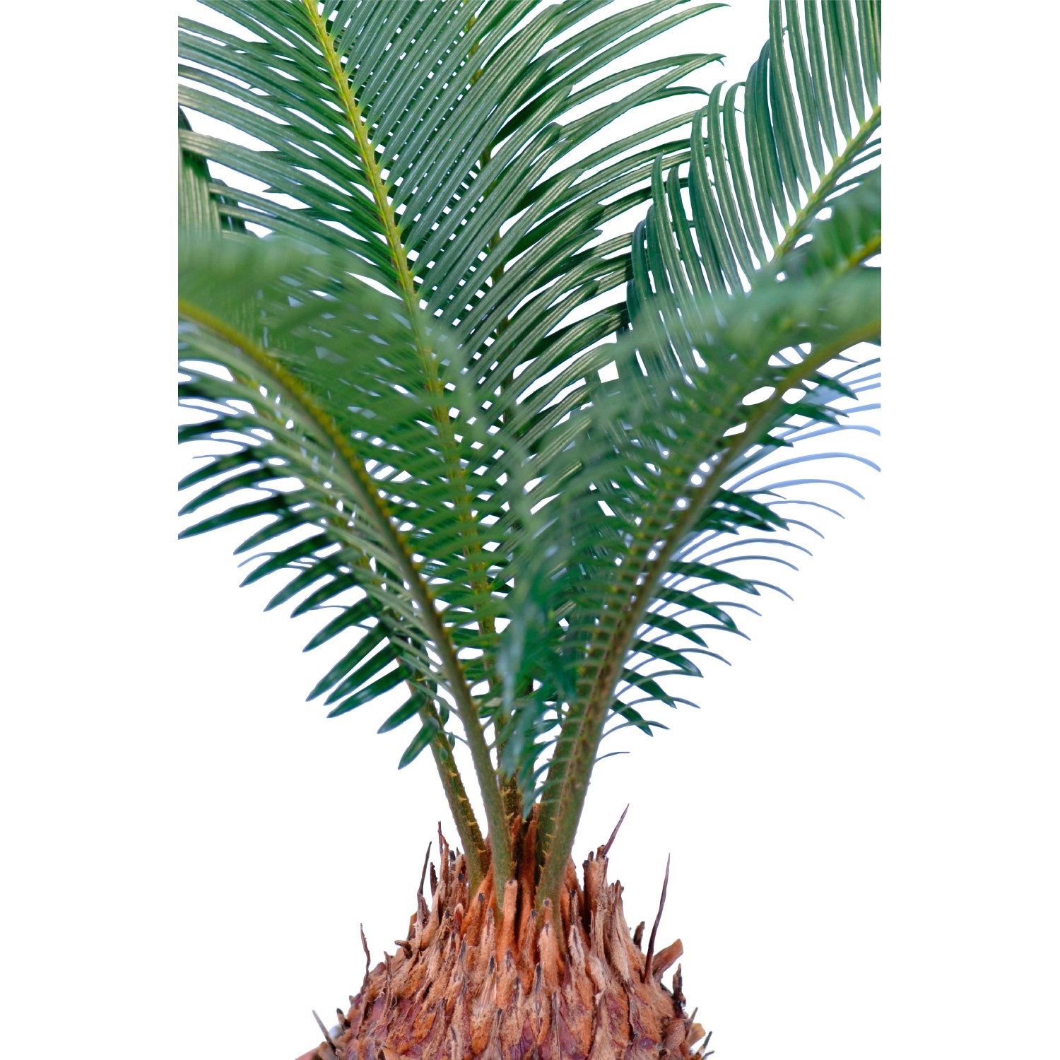 GROW by OBI Palmfarn Höhe ca. 45 cm Topf Ø ca. 12 cm Cycas Revoluta ...