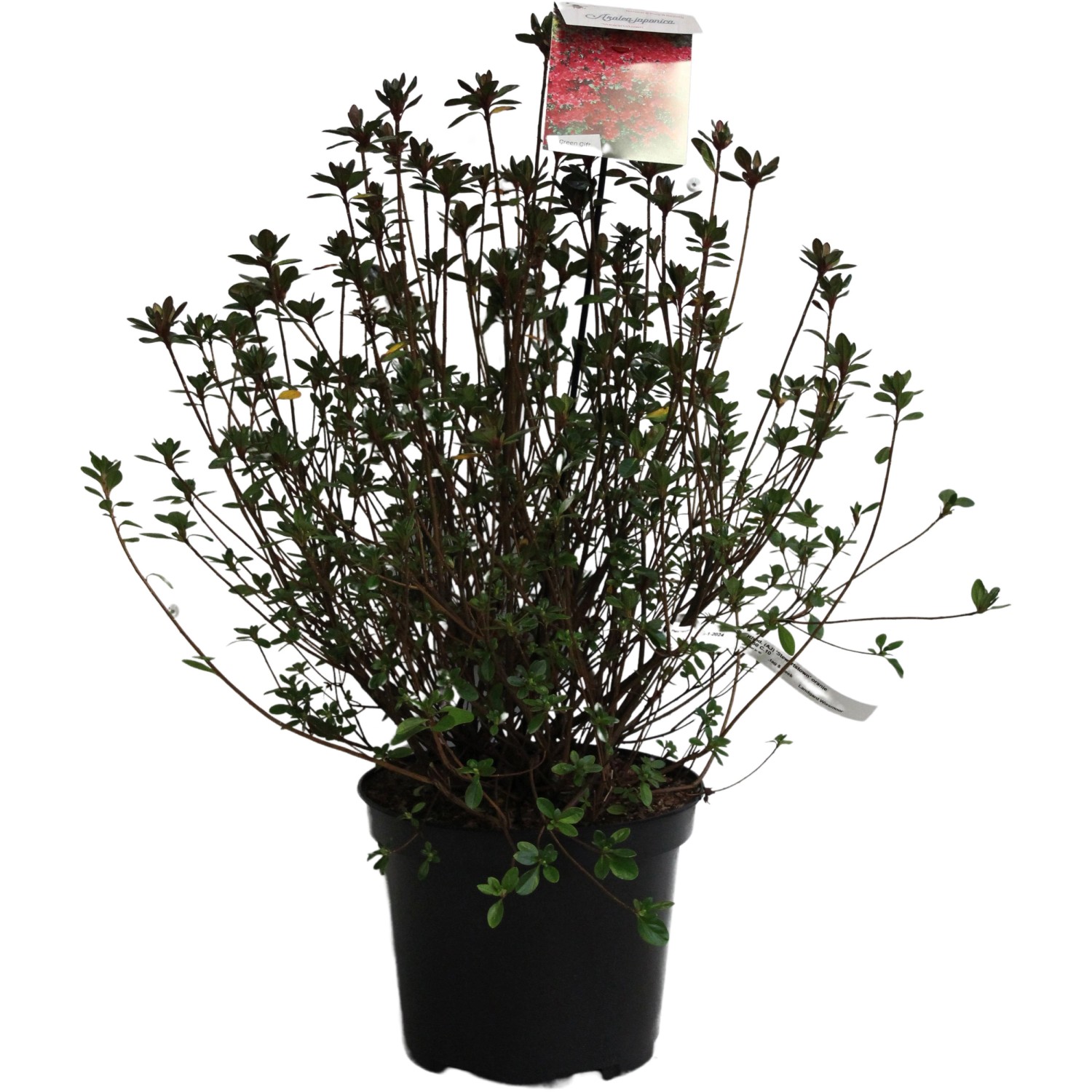 Japanische Azalea Stewartonii Höhe ca. 20-40cm Topf ca. 10l ...