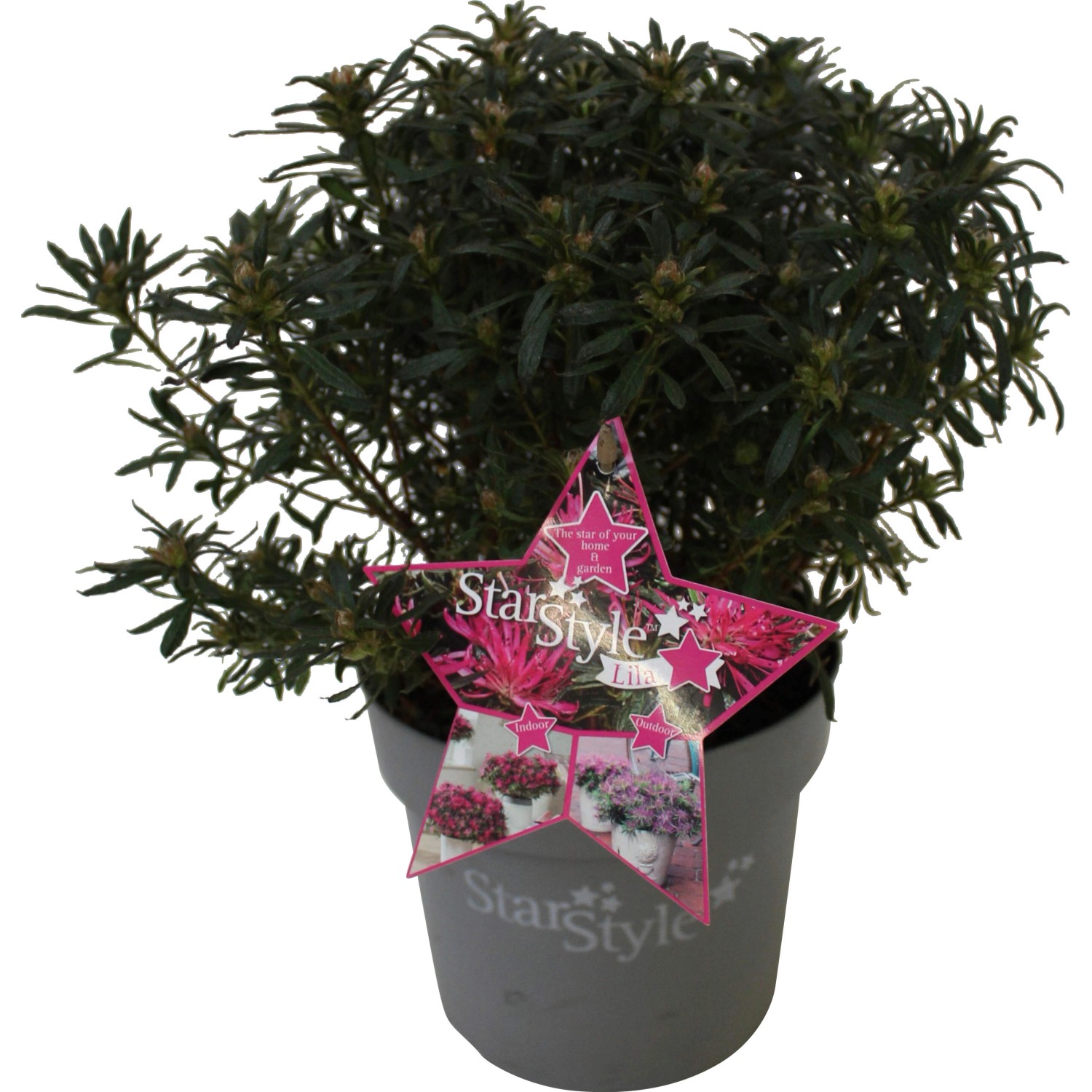 Japanische Azalee Rosa "Star Style" Topf-Ø ca. 19 cm Rhododendron ...