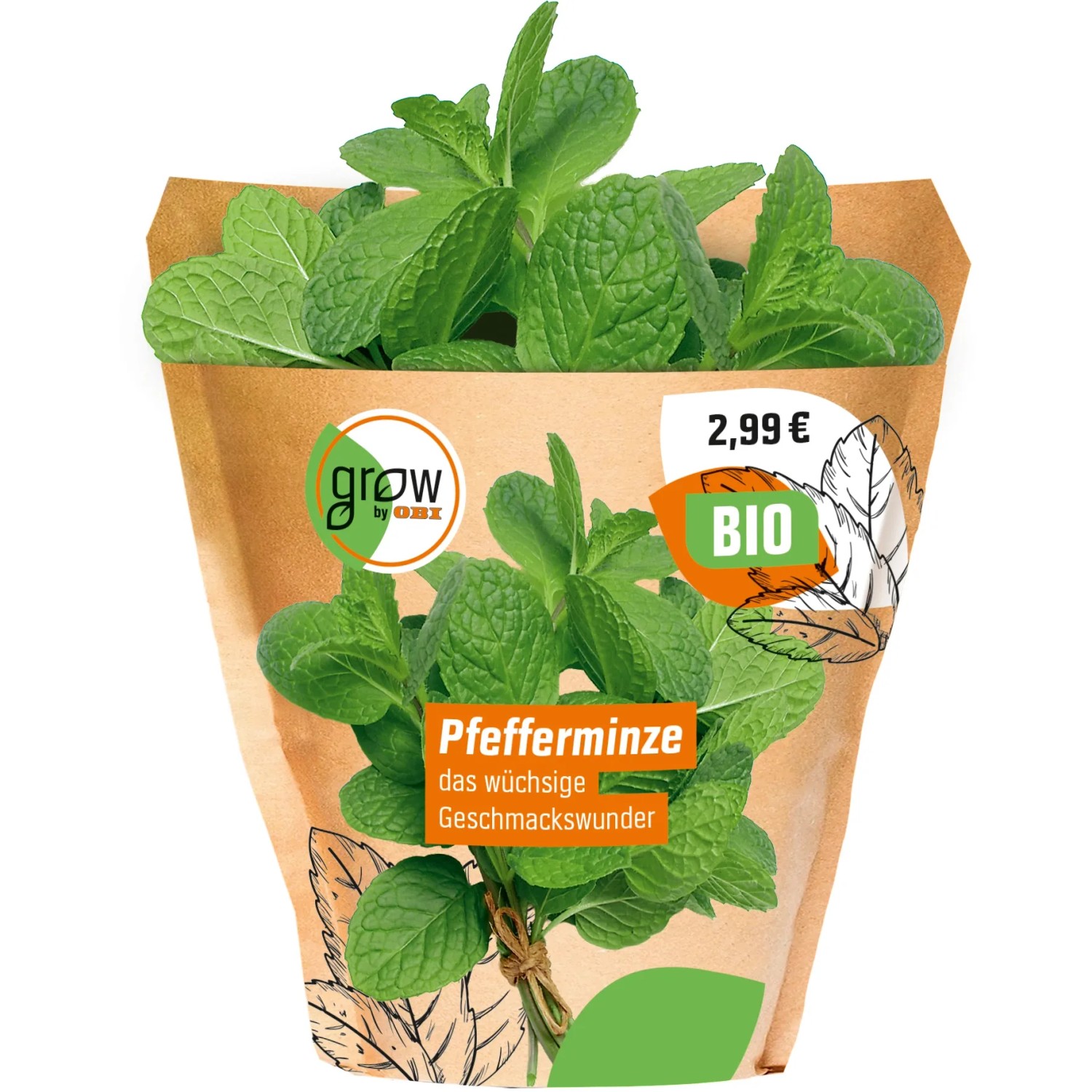 Pfefferminze Pflanzen Kaufen