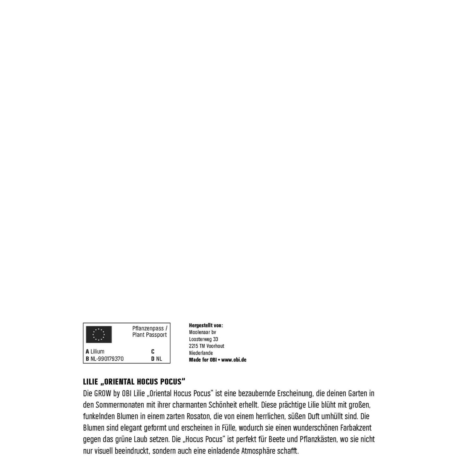 GROW by OBI Lilie "Oriental Hocus Pocus" Höhe ca. 80 cm Lilium oriental ...