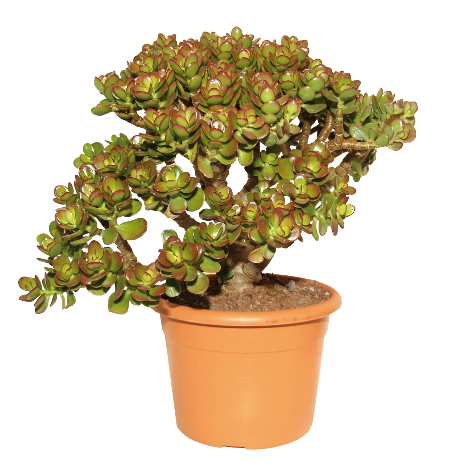 Dickblatt Mix Topf-Ø ca. 21 cm Crassula kaufen bei OBI