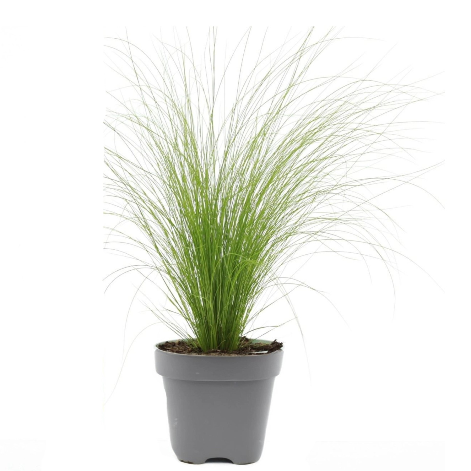 Federgras "Pony Tails" Höhe ca. 35 cm Topf-Ø ca. 14 cm Stipa tenuissima ...