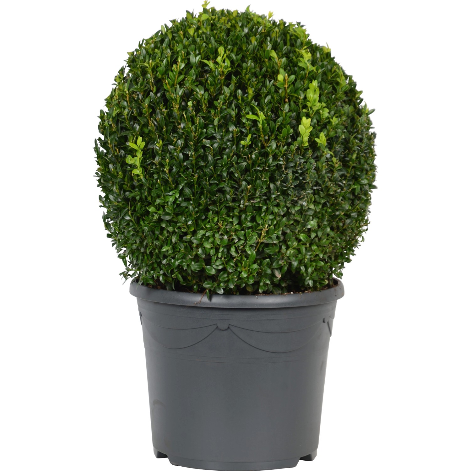 Buchsbaum Kugel Topf ca. 12 l Höhe ca. 40 - 50 cm Buxus sempervirens ...