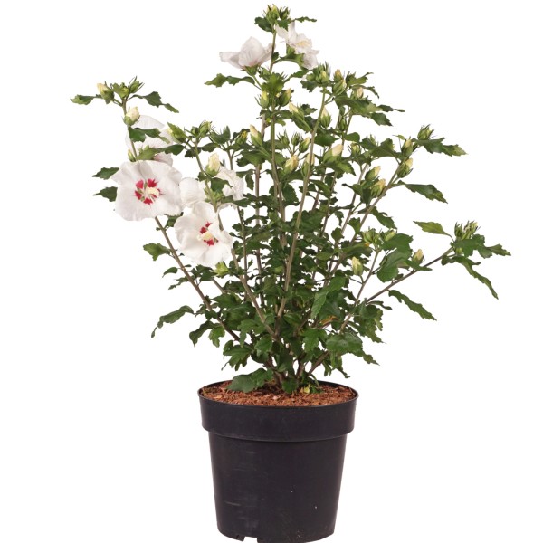 Hibiskus Erde Kaufen