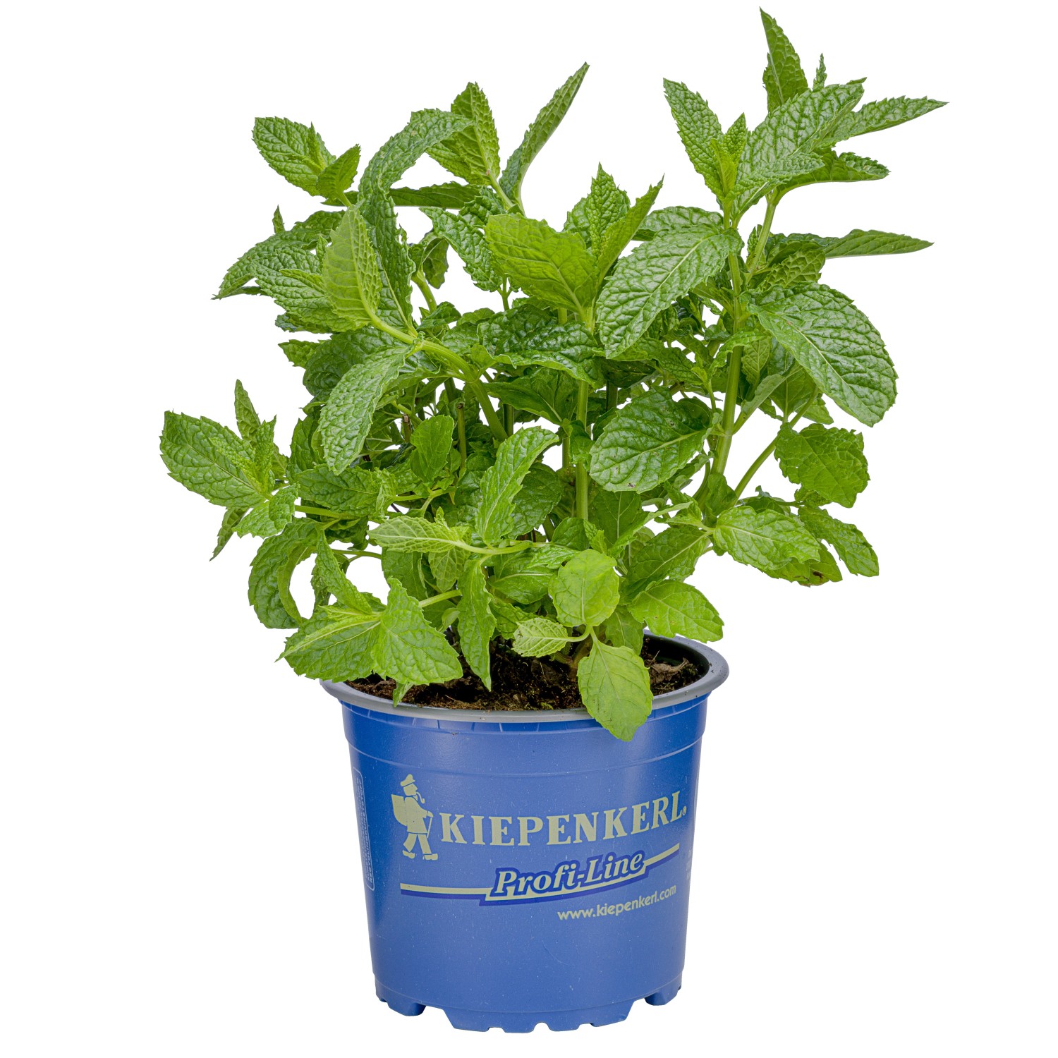Kiepenkerl Schweizer Minze Topf-Ø ca. 12 cm Mentha spicata kaufen bei OBI