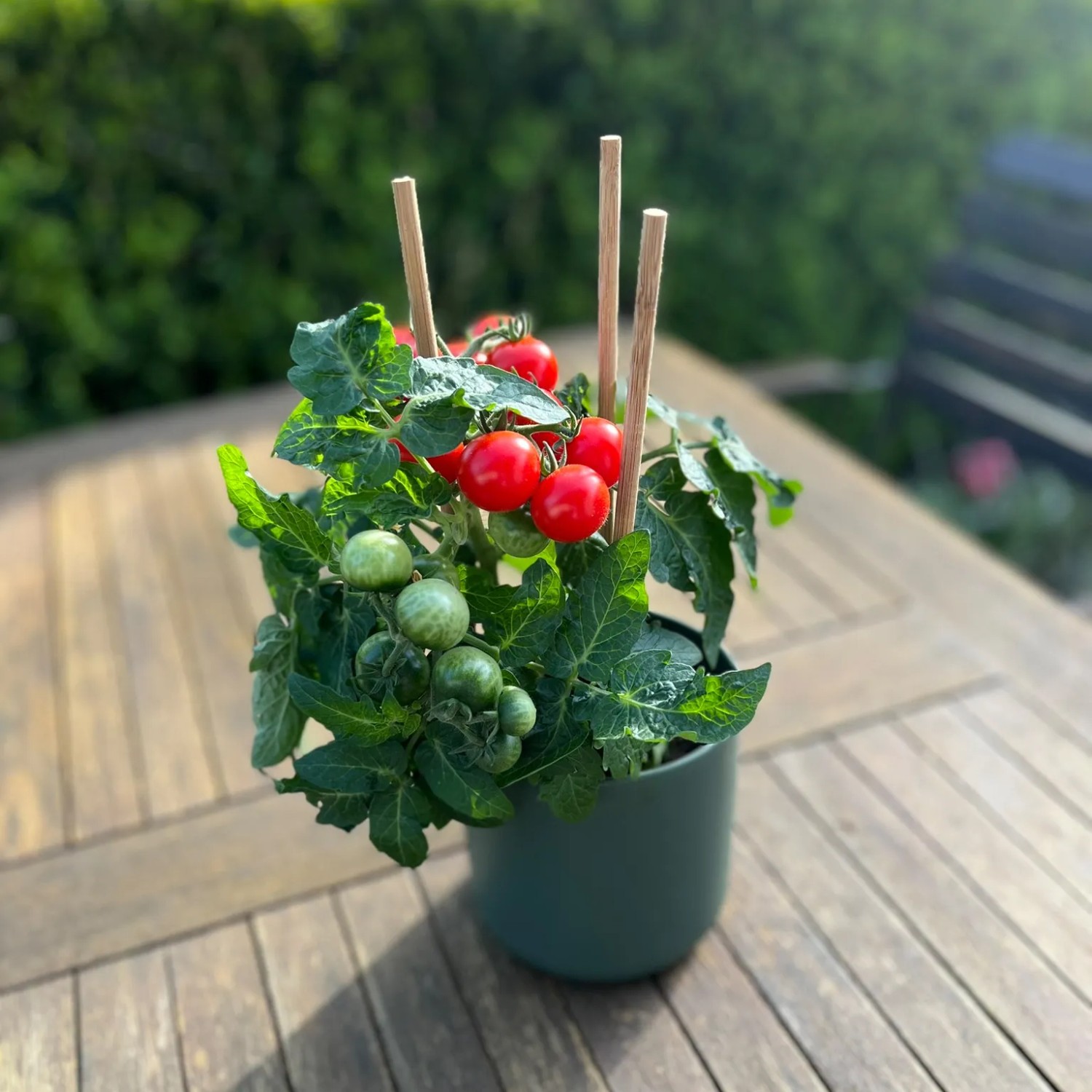 GROW by OBI Cherrytomate Rot "Pick & Joy" Höhe ca. 25 -35 cm Topf-Ø ca ...