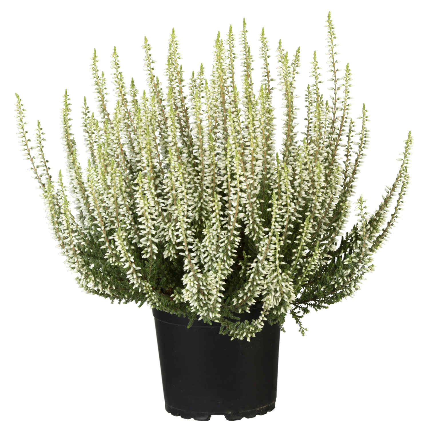 Calluna vulgaris GG "Fluffy Kiss" winterhart 11 cm kaufen bei OBI