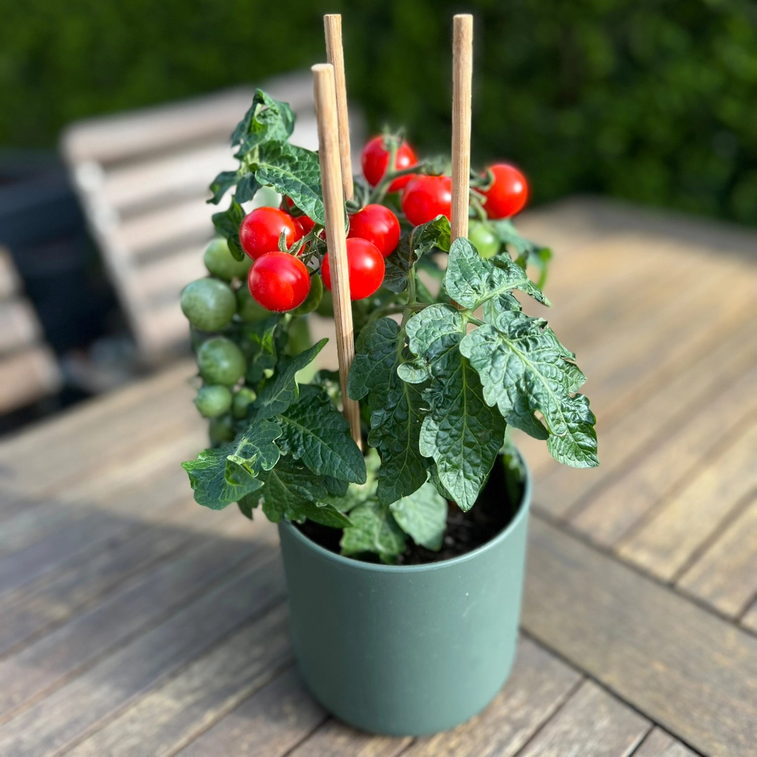 GROW by OBI Cherrytomate Rot "Pick & Joy" Höhe ca. 25 -35 cm Topf-Ø ca ...