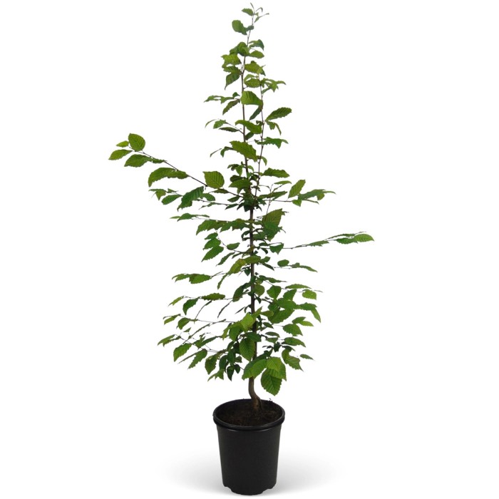 Hainbuche kaufen bei OBI