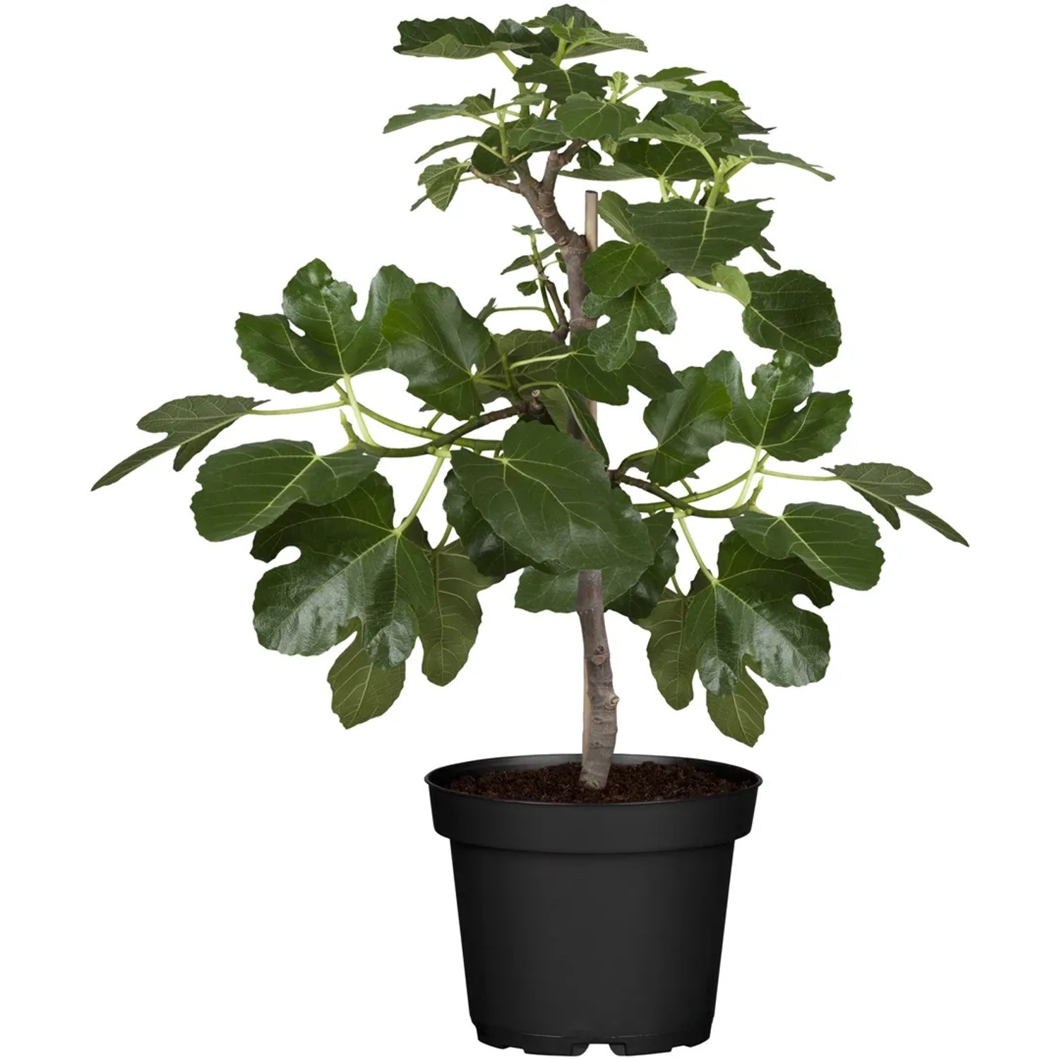 GROW by OBI Feige Höhe 30 cm Topf-Ø ca. 22 cm Ficus carica Little Miss ...