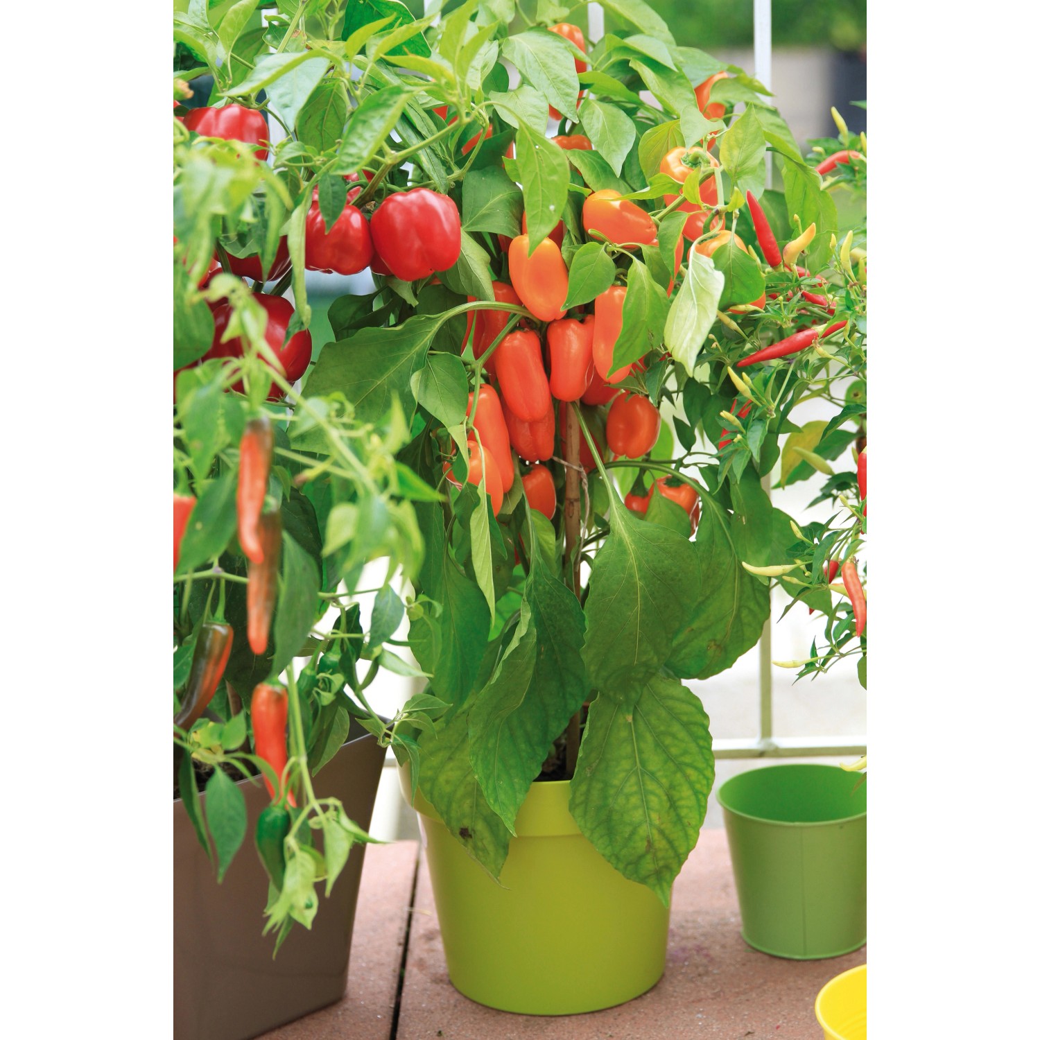 Snack-Paprika Orange Topf-Ø ca. 9 cm Capsicum annuum kaufen bei OBI