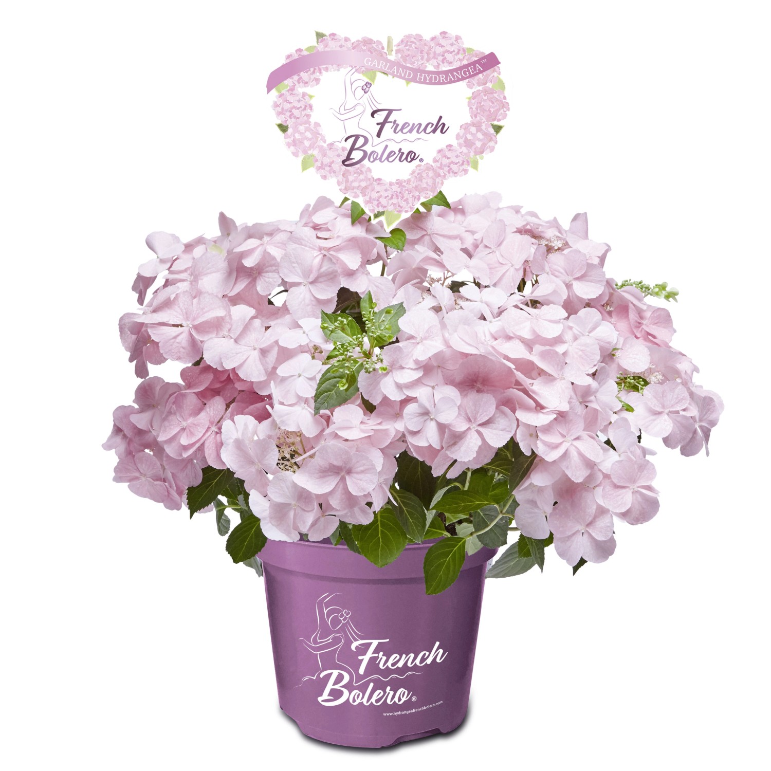 Hydrangea French Bolero Rosa Topf ca. 3,5 l kaufen bei OBI