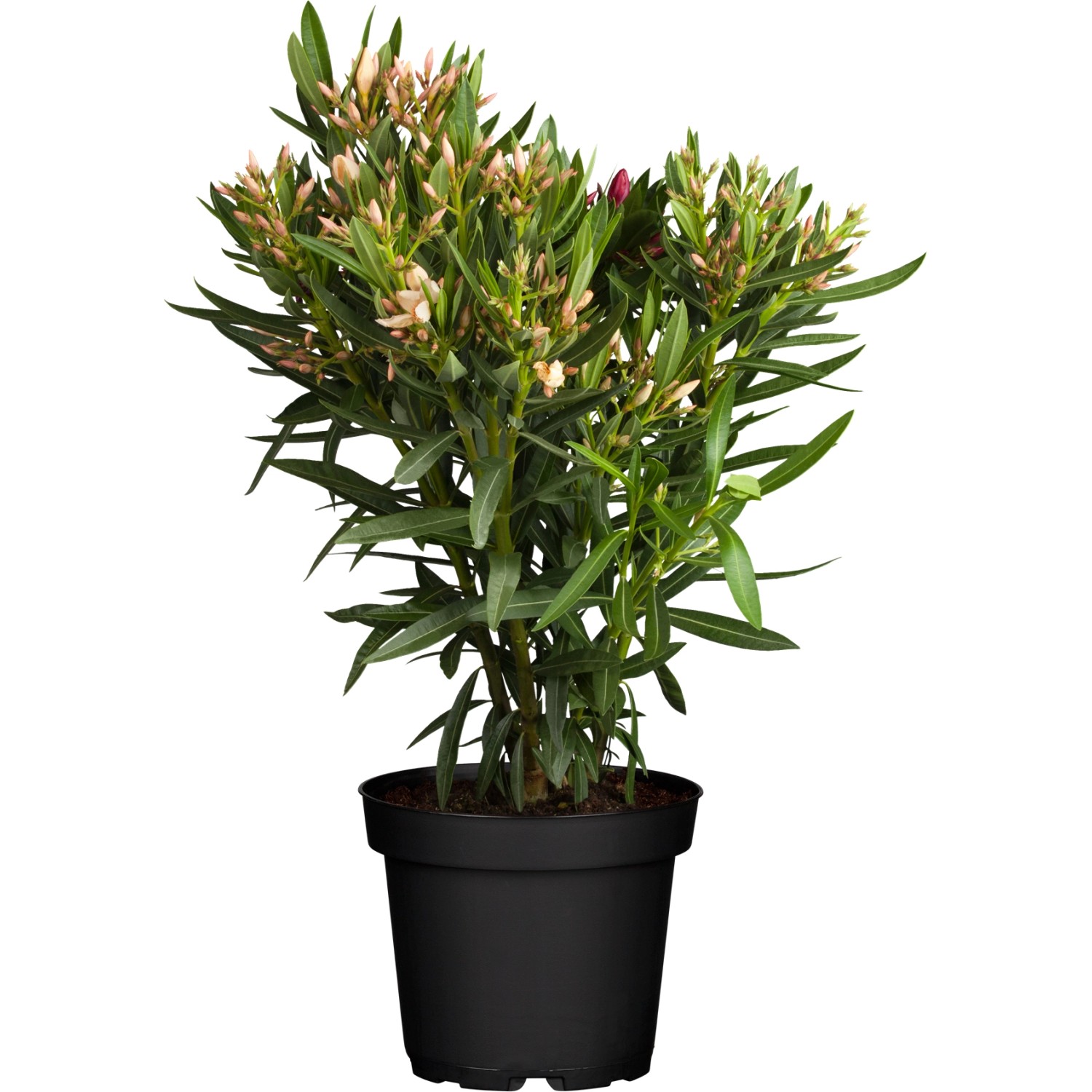 OBI Oleander Bicolor Höhe ca. 50 - 60 cm Topf-Ø ca. 21 cm Nerium ...