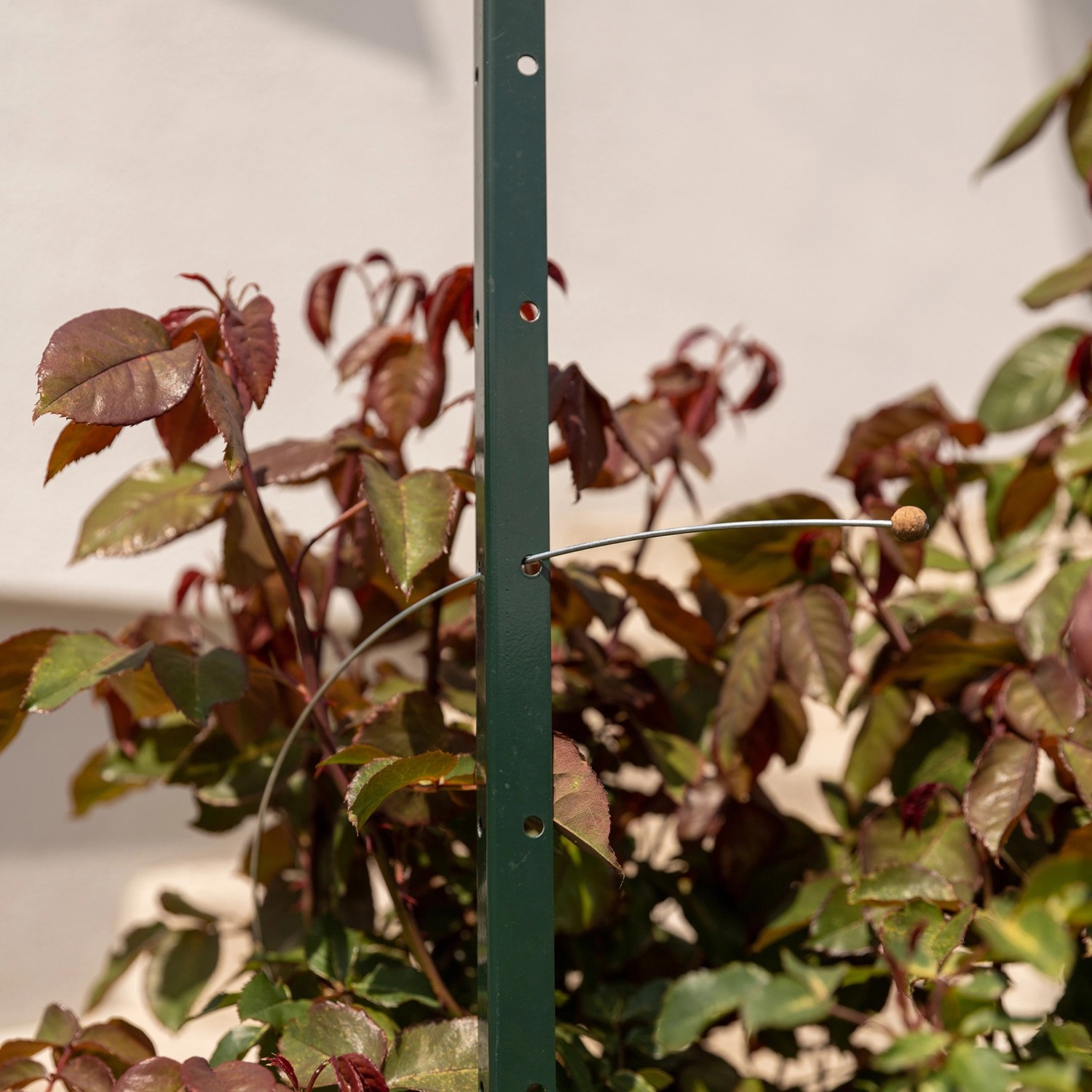 Bellissa Pflanzstab Timo 100 cm Grün kaufen bei OBI