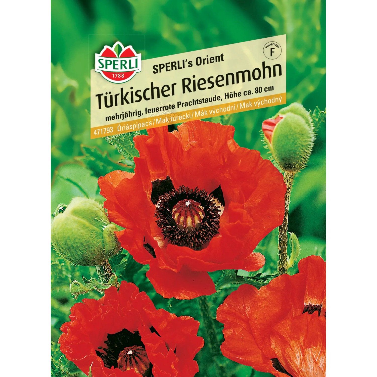 Luxus Türkischer Mohn Samen Bild