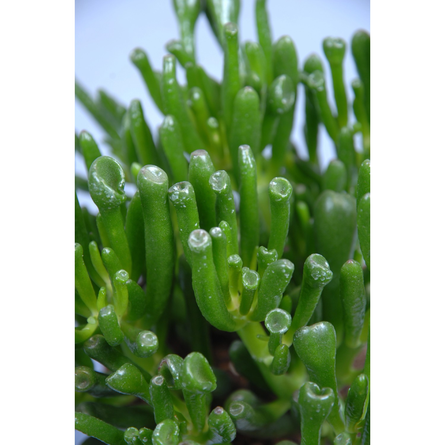 Verschiedene Sorten Dickblatt Topf-Ø ca. 12 cm Crassula kaufen bei OBI