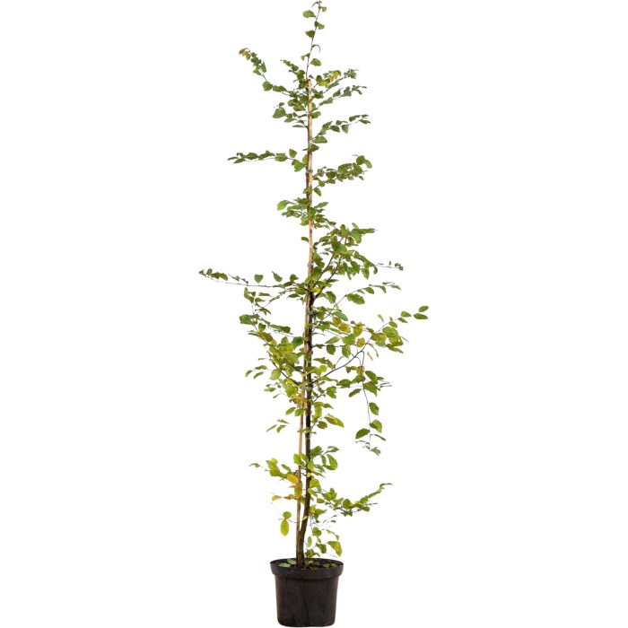 Stilvolle Hainbuche Kaufen Obi Bild