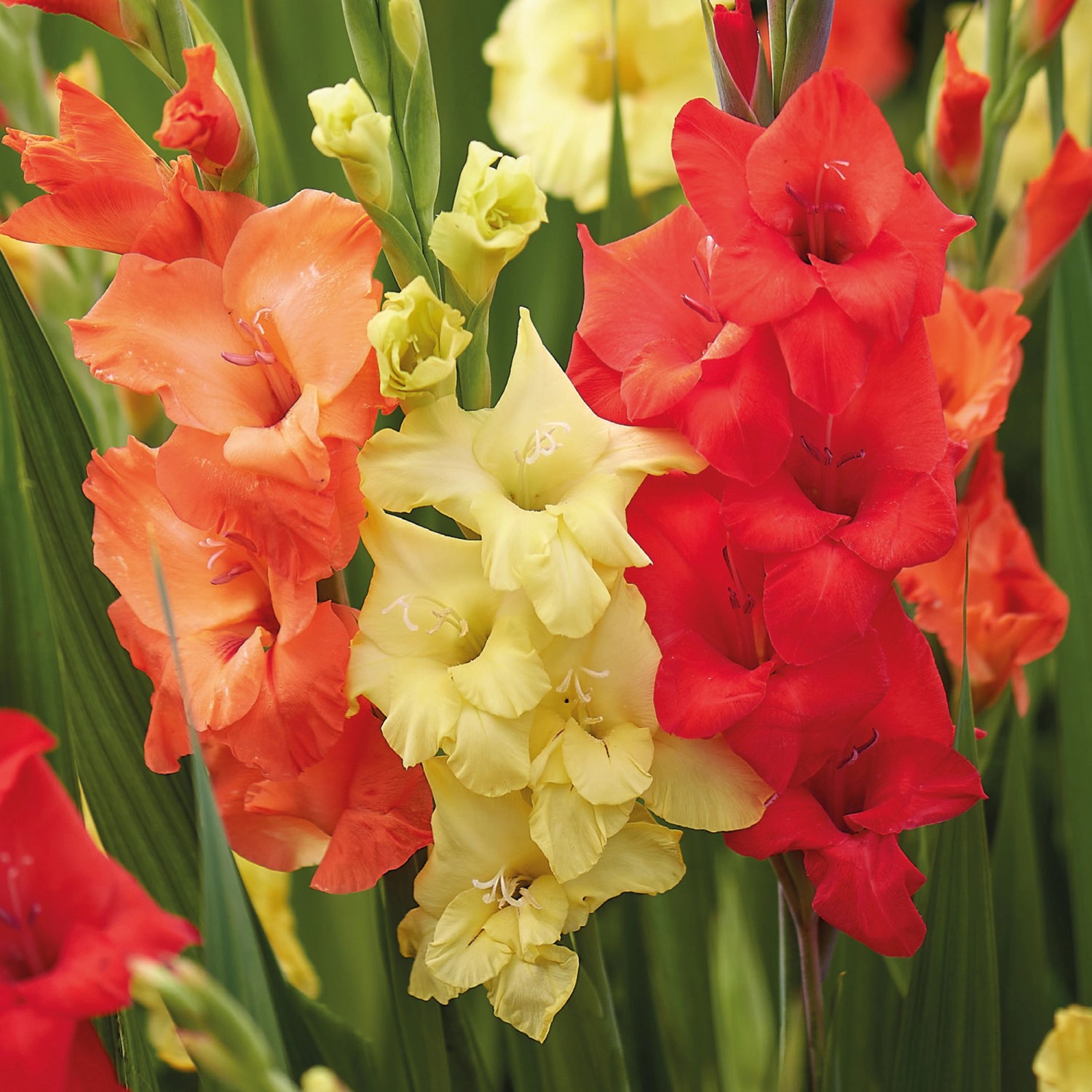 GROW by OBI Gladiolen "Sunset Mischung" Höhe ca. 100 cm Gladiolus ...