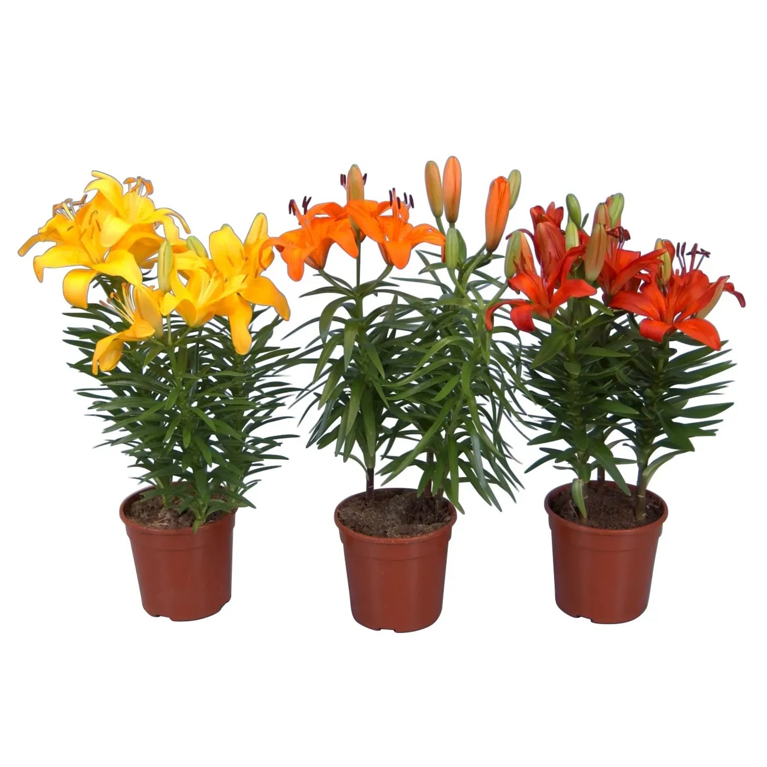 Lilien kaufen bei OBI