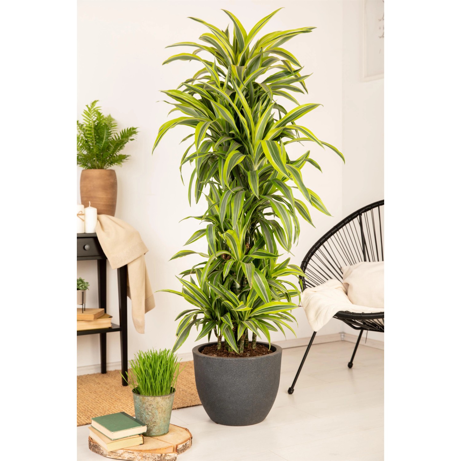 Drachenbaum "Cintho" Höhe 150 - 155 cm Topf-Ø ca. 31 cm Dracaena fragrans kaufen bei OBI