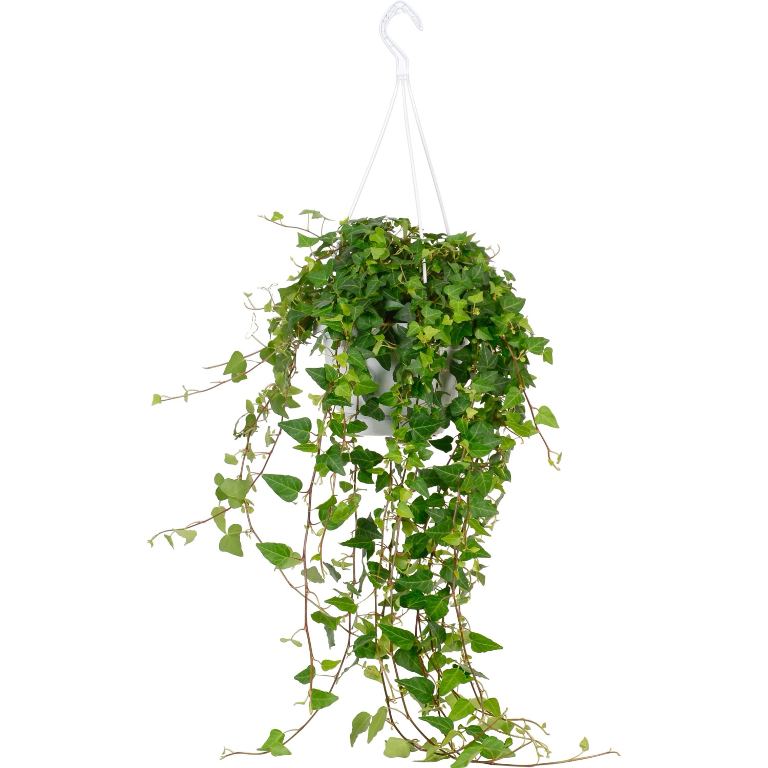 Efeu-Ampel Grün Topf-Ø ca. 24 cm Hedera helix kaufen bei OBI