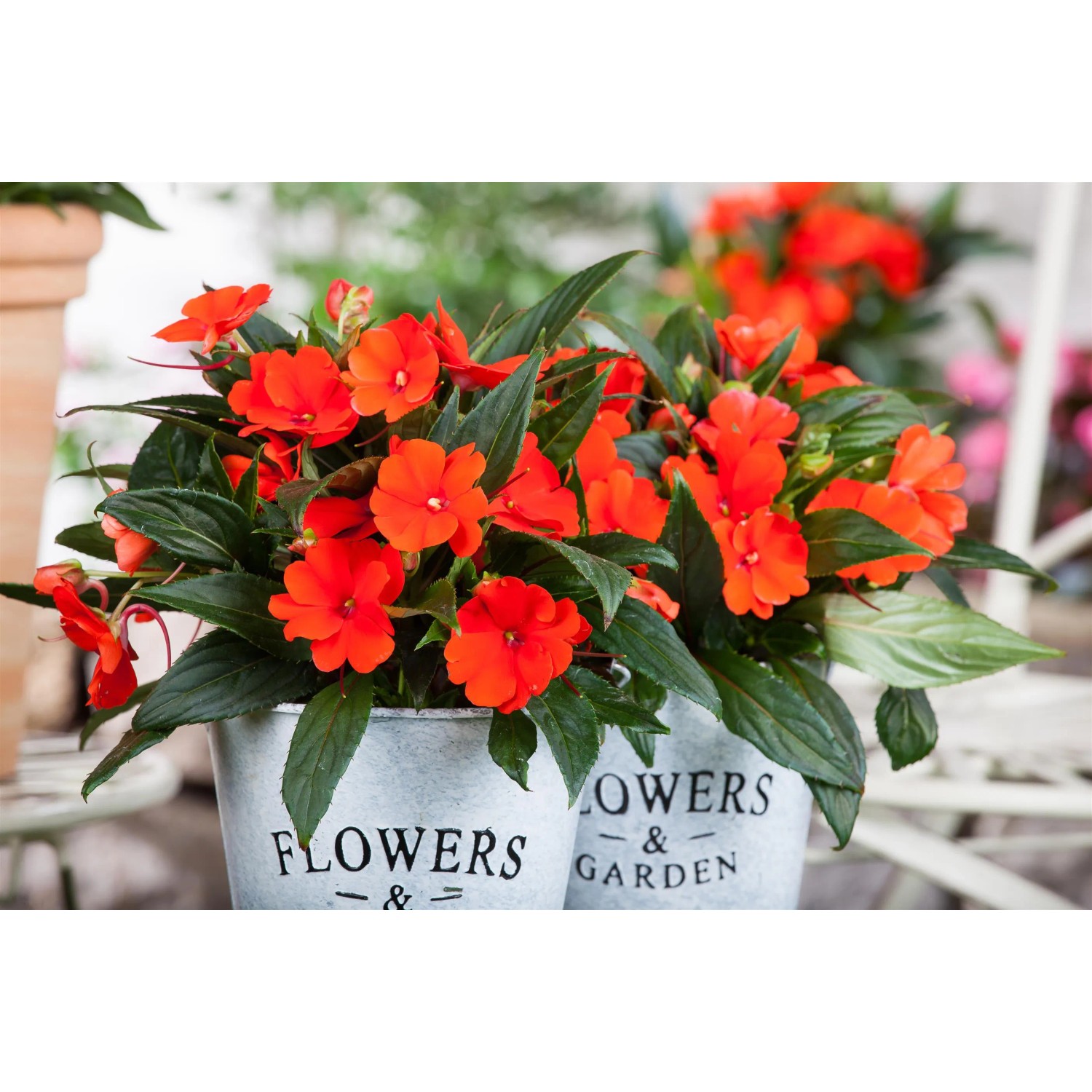 Fleißiges Lieschen Topf-Ø ca. 14 cm Impatiens Neu Guinea kaufen bei OBI