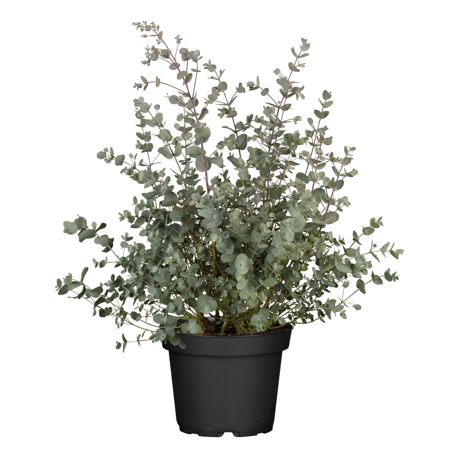 Schone Eukalyptus Pflanze Kaufen Obi Bild