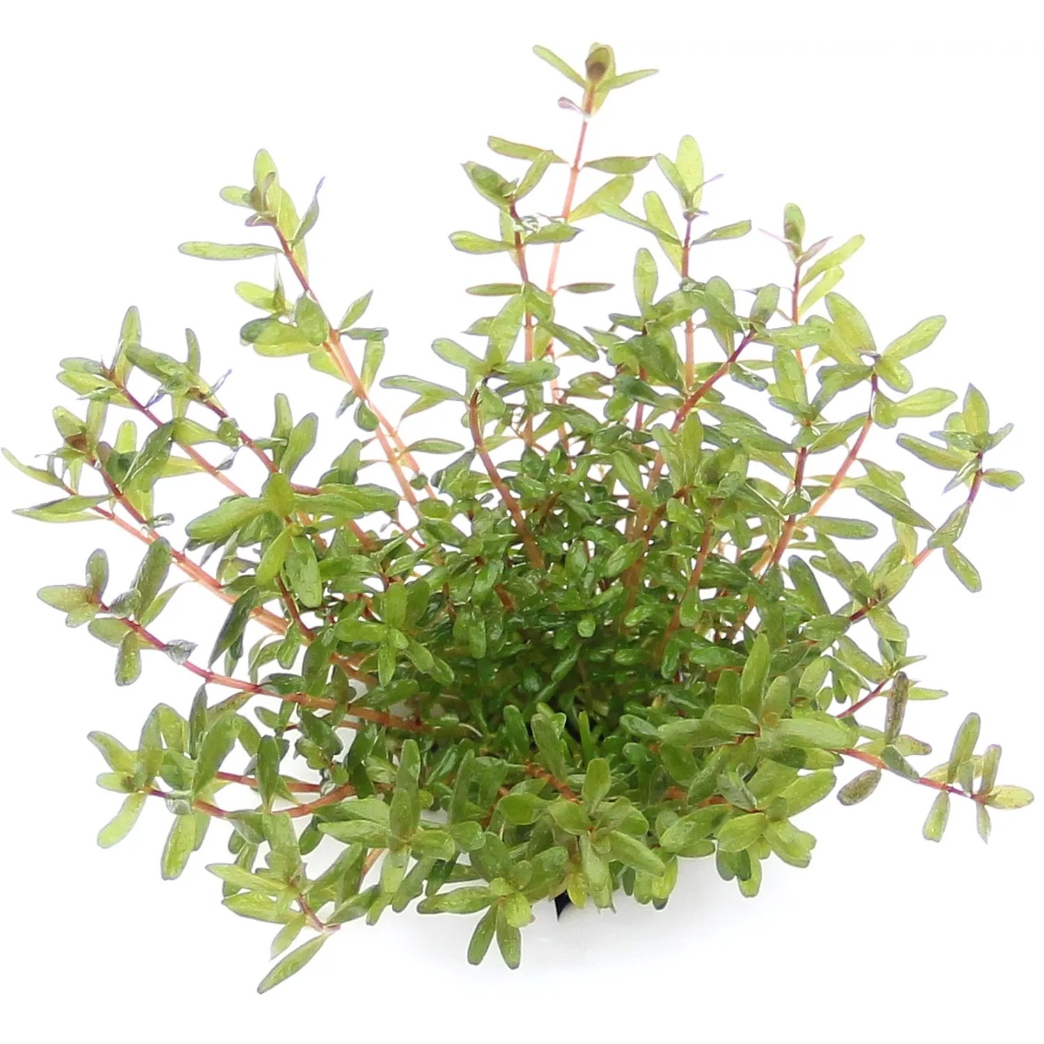 Dennerle Plants Aquariumpflanze Rotala rotundifolia Laos kaufen bei OBI