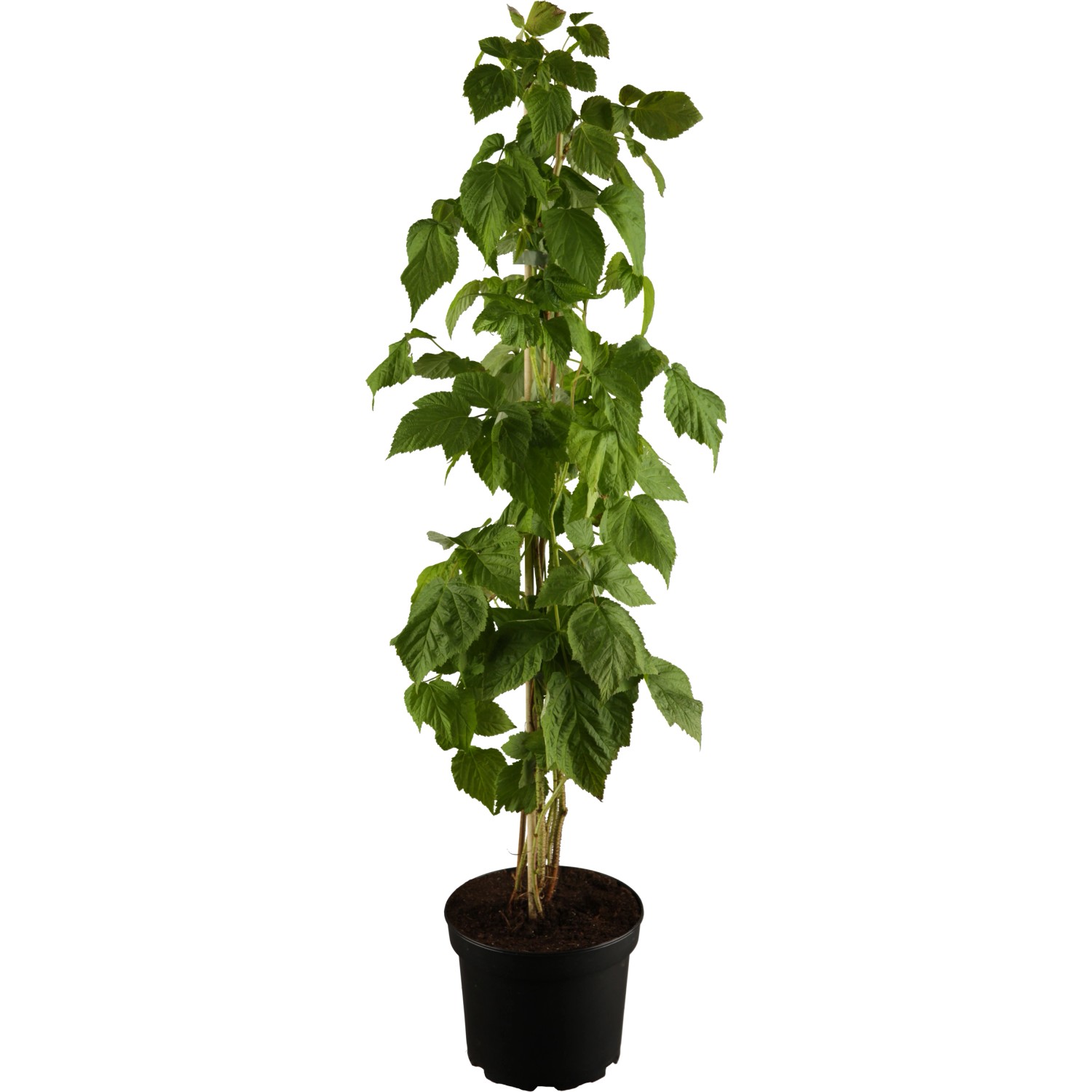 Grow By Obi Himbeere Autumn Bliss Ca 40 60 Cm Deutzia Scabra