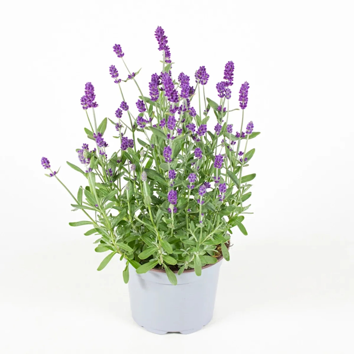 Lavandula Angustifolia Winterhart Kaufen