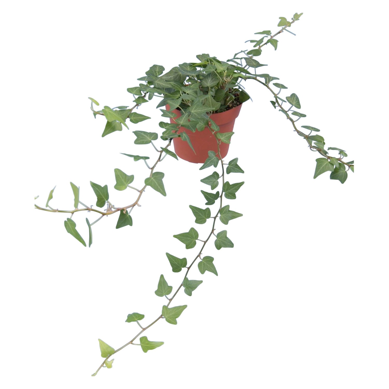 Efeu Topf-Ø ca. 13 cm Grün Hedera helix kaufen bei OBI