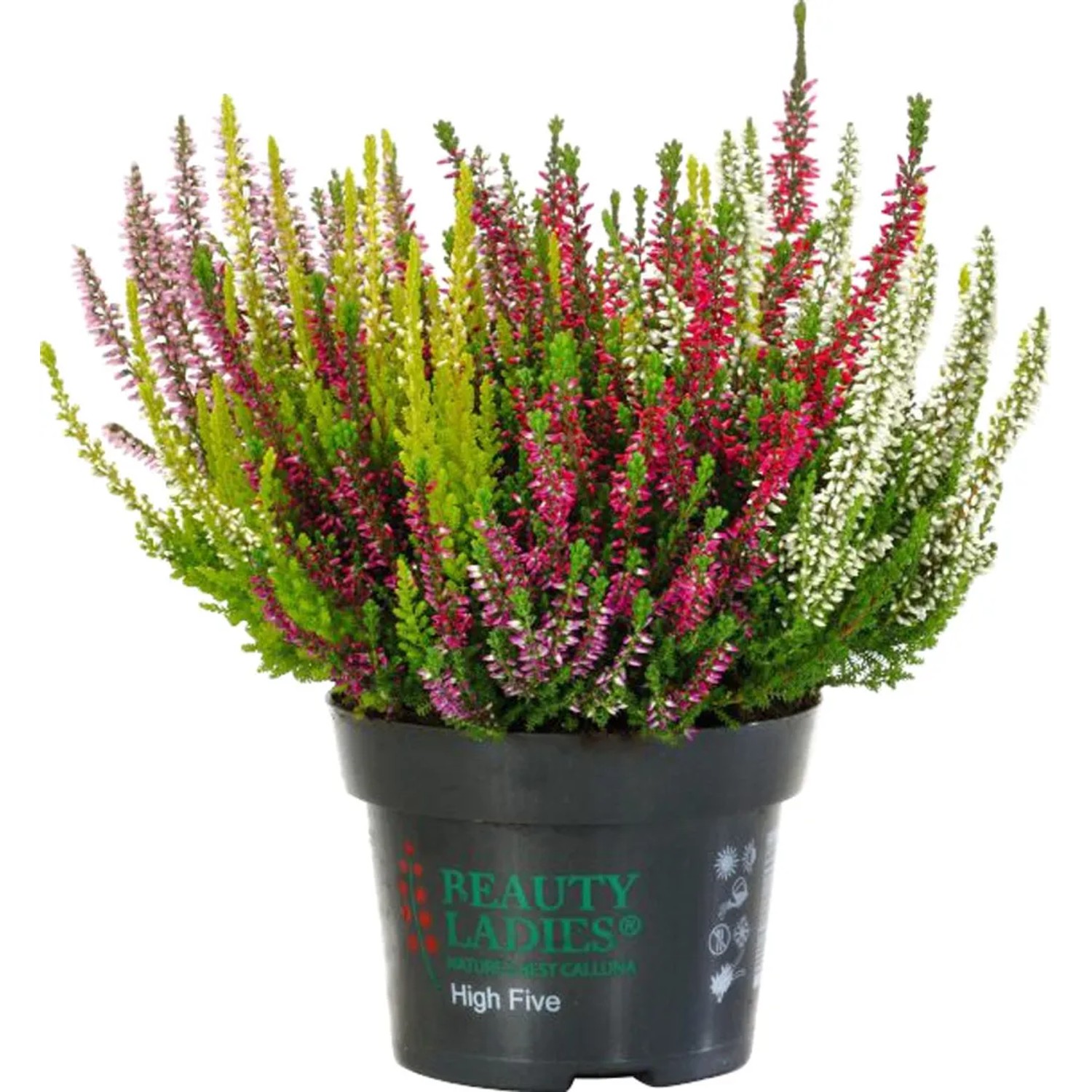 Calluna Beauty Ladies Winterhart